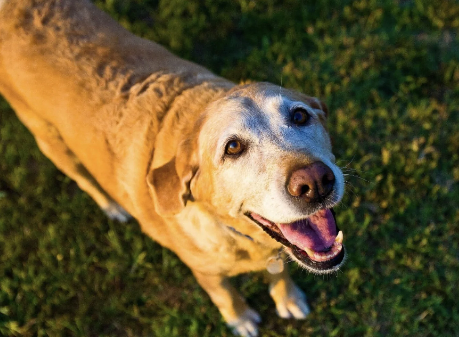 Canine Cognitive Dysfunction (CCD) Syndrome — Steveston Veterinary Hospital