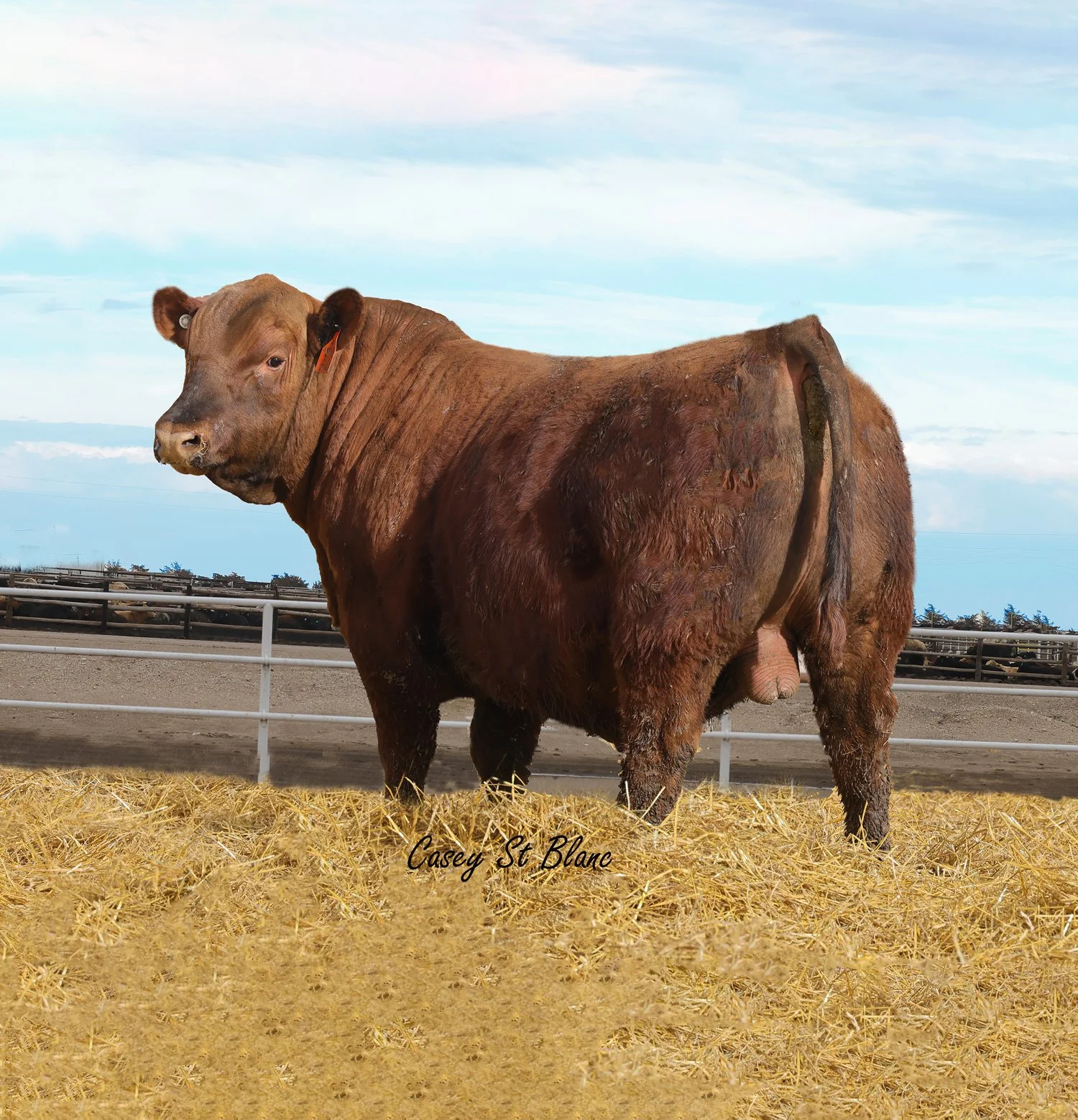 Bulls For Sale — GroOp