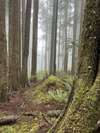 5 Best Trails in Forks, Washington (Hiking, Running and Biking) - 1 ...