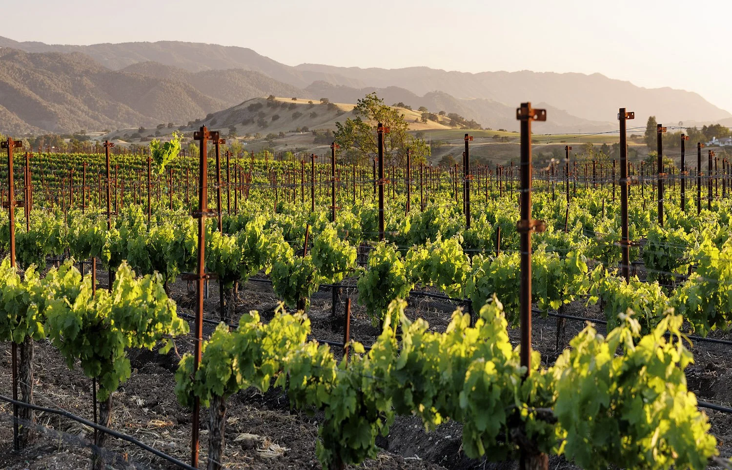 Gallery — WESTERLY ESTATE