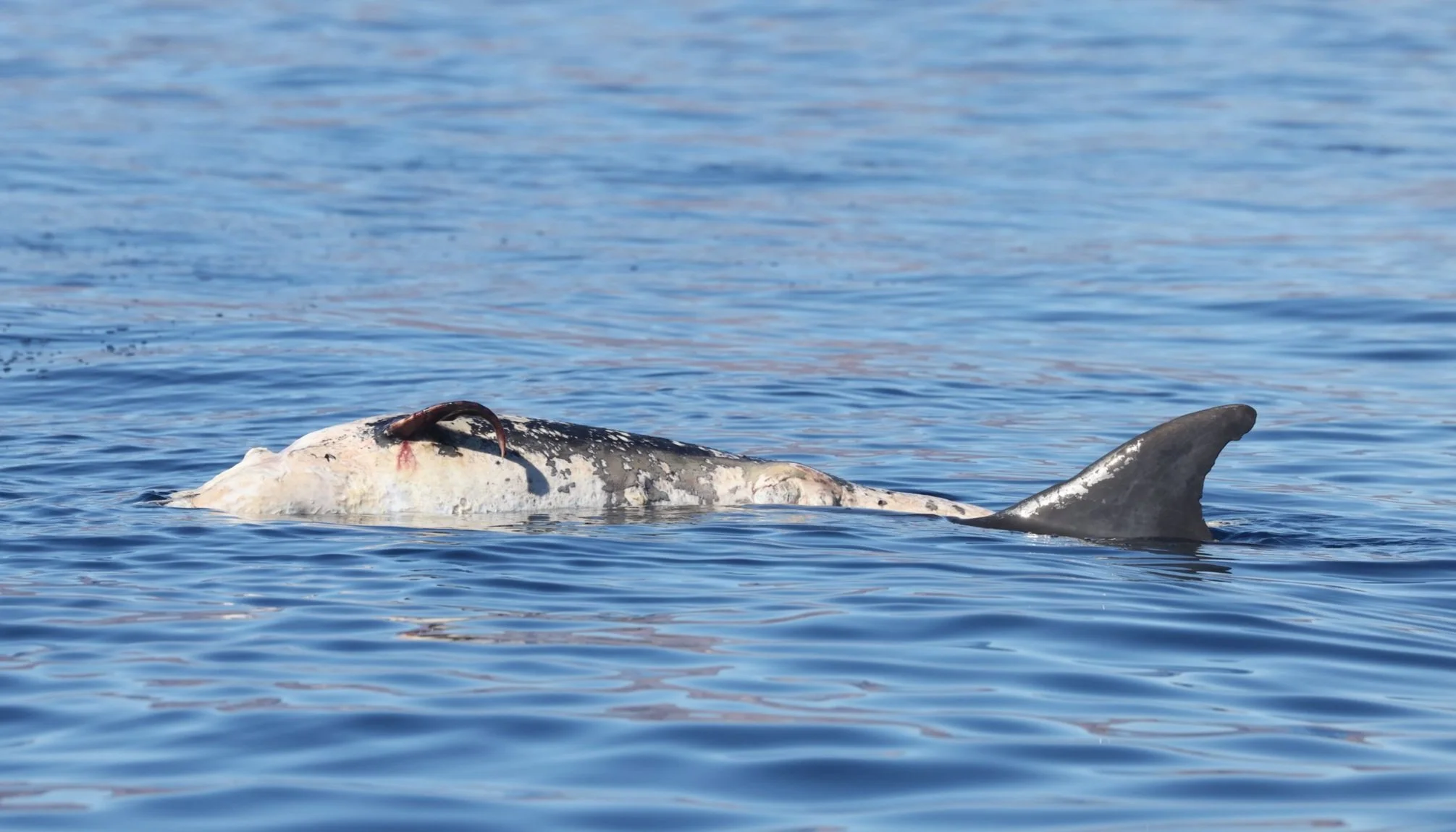Witnessing Grief: Dolphins in Loreto National Park — Nakawe Project
