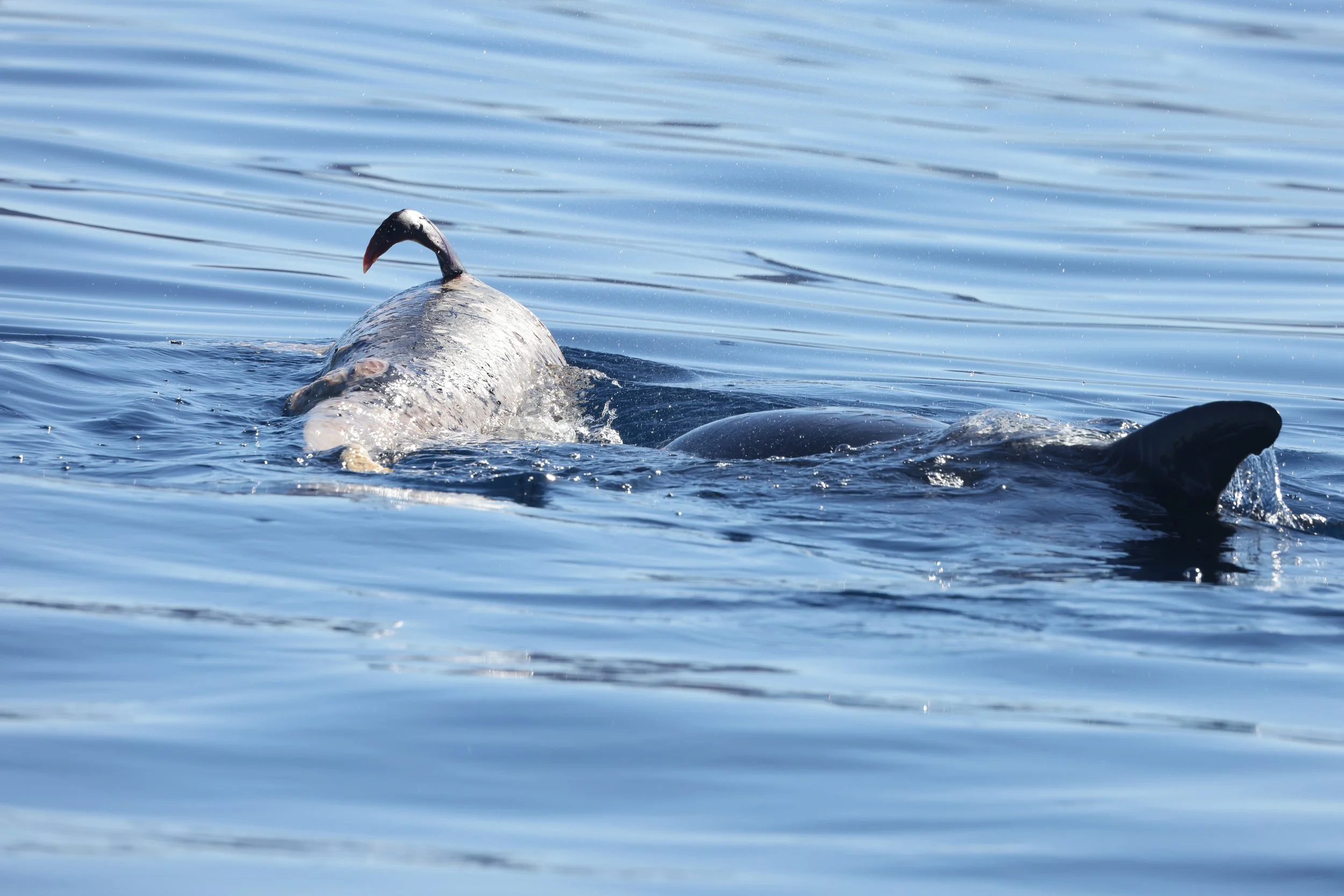 Witnessing Grief: Dolphins in Loreto National Park — Nakawe Project