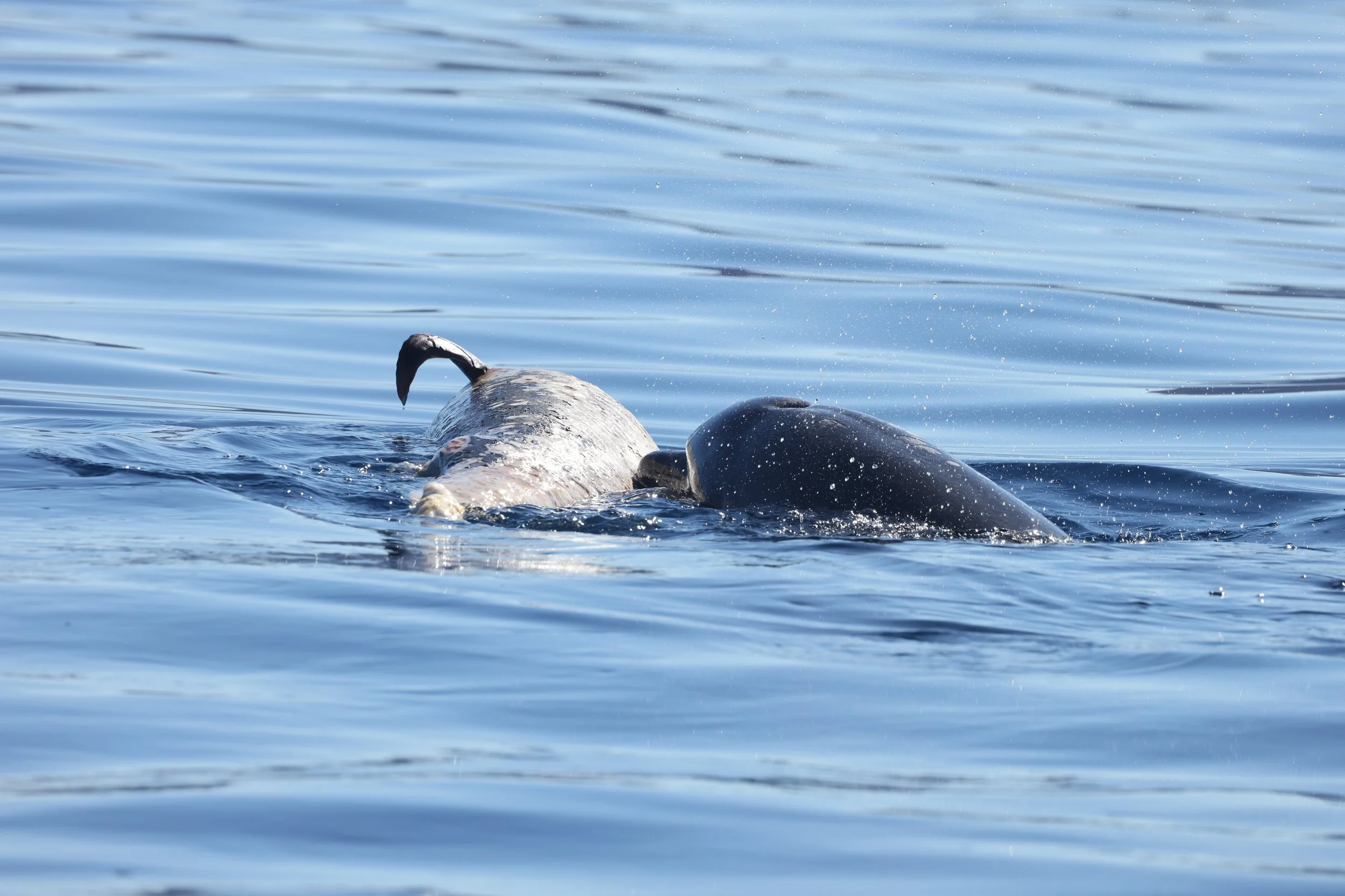 Witnessing Grief: Dolphins in Loreto National Park — Nakawe Project
