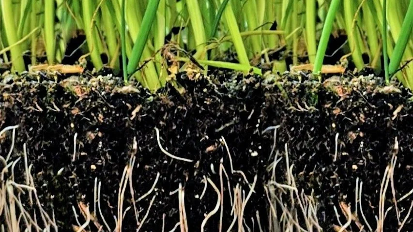 Becky’s Tips: Getting to the ROOT — Wellspring Christian Family Schools