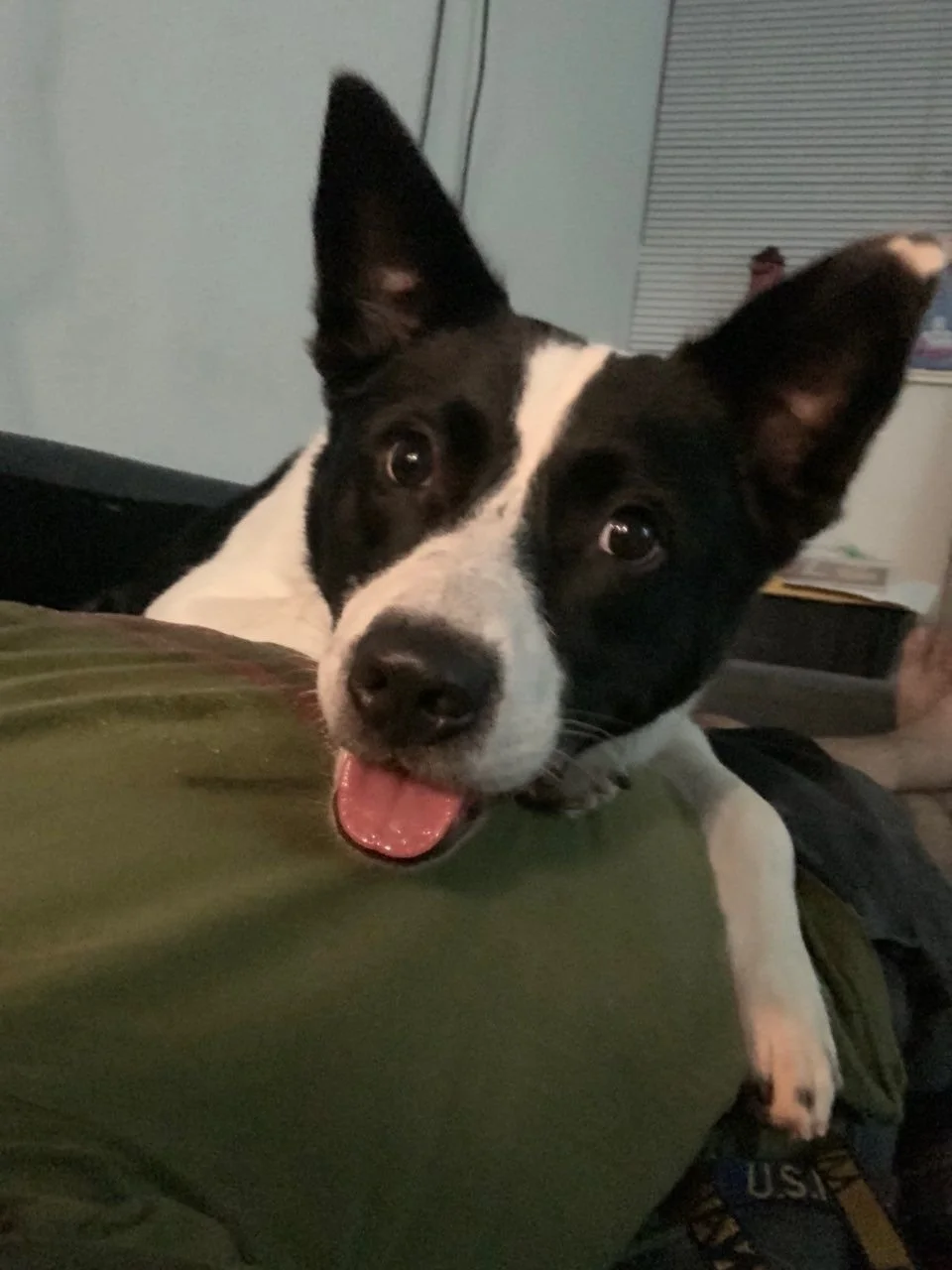 David the Dog Trainer