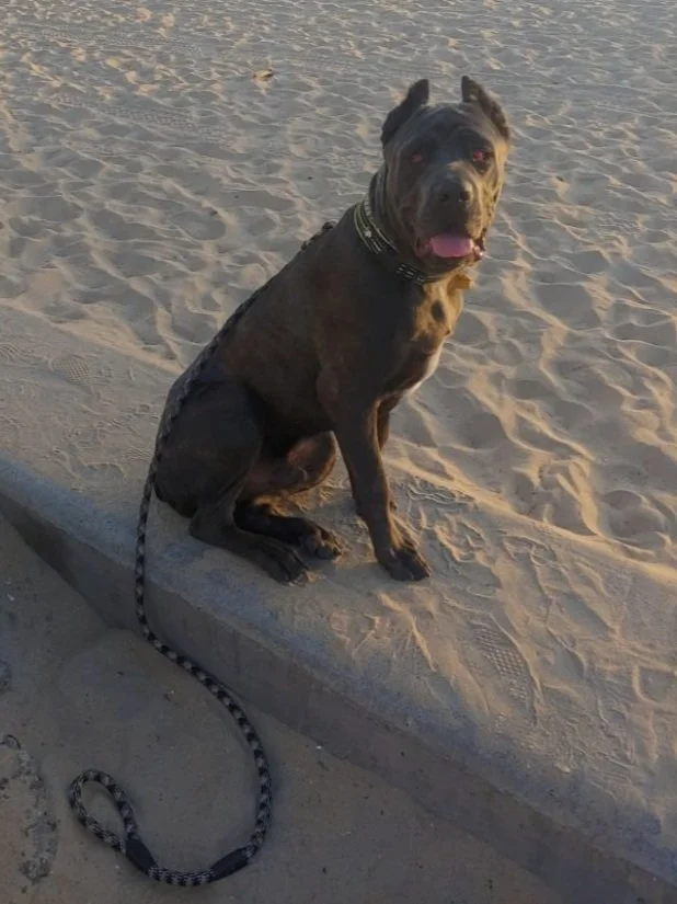 About — David the Dog Trainer