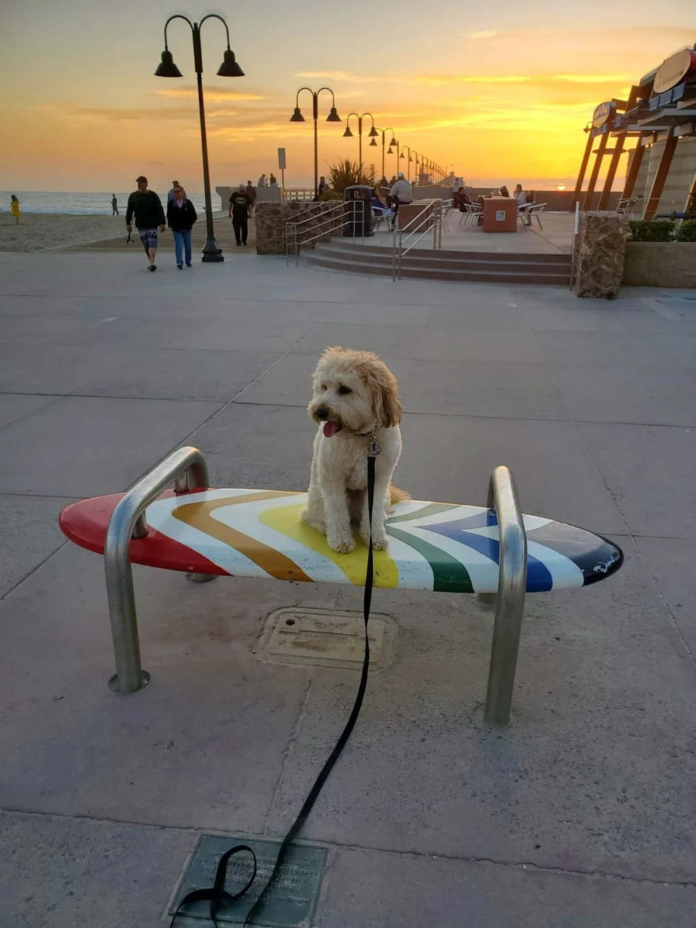 David the Dog Trainer