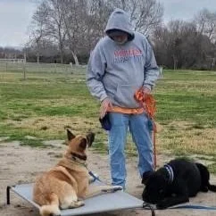 About — David the Dog Trainer