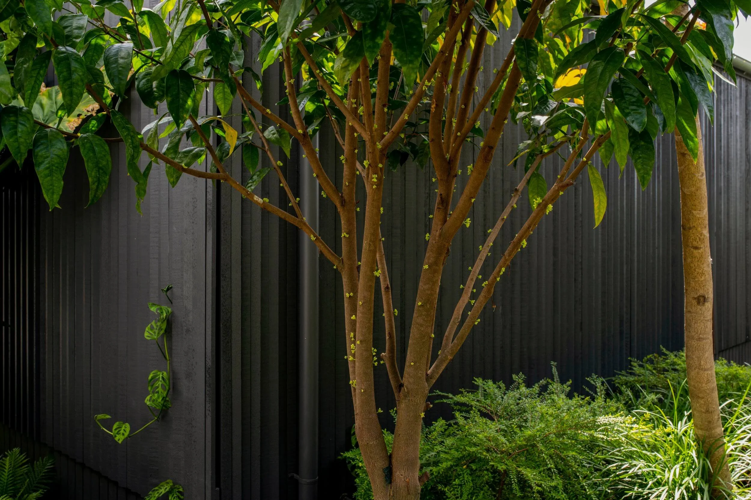 East Brisbane Garden — Clegg