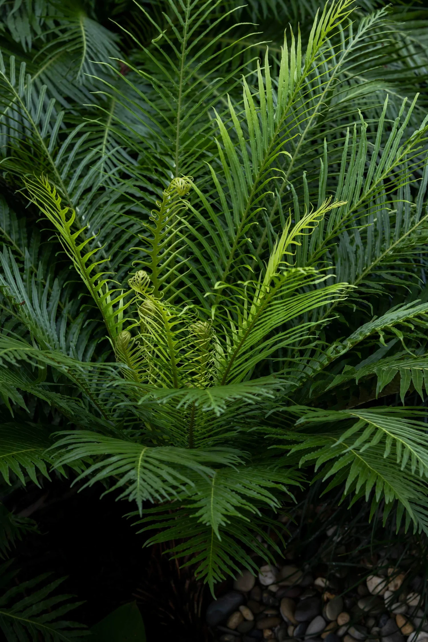 East Brisbane Garden — Clegg