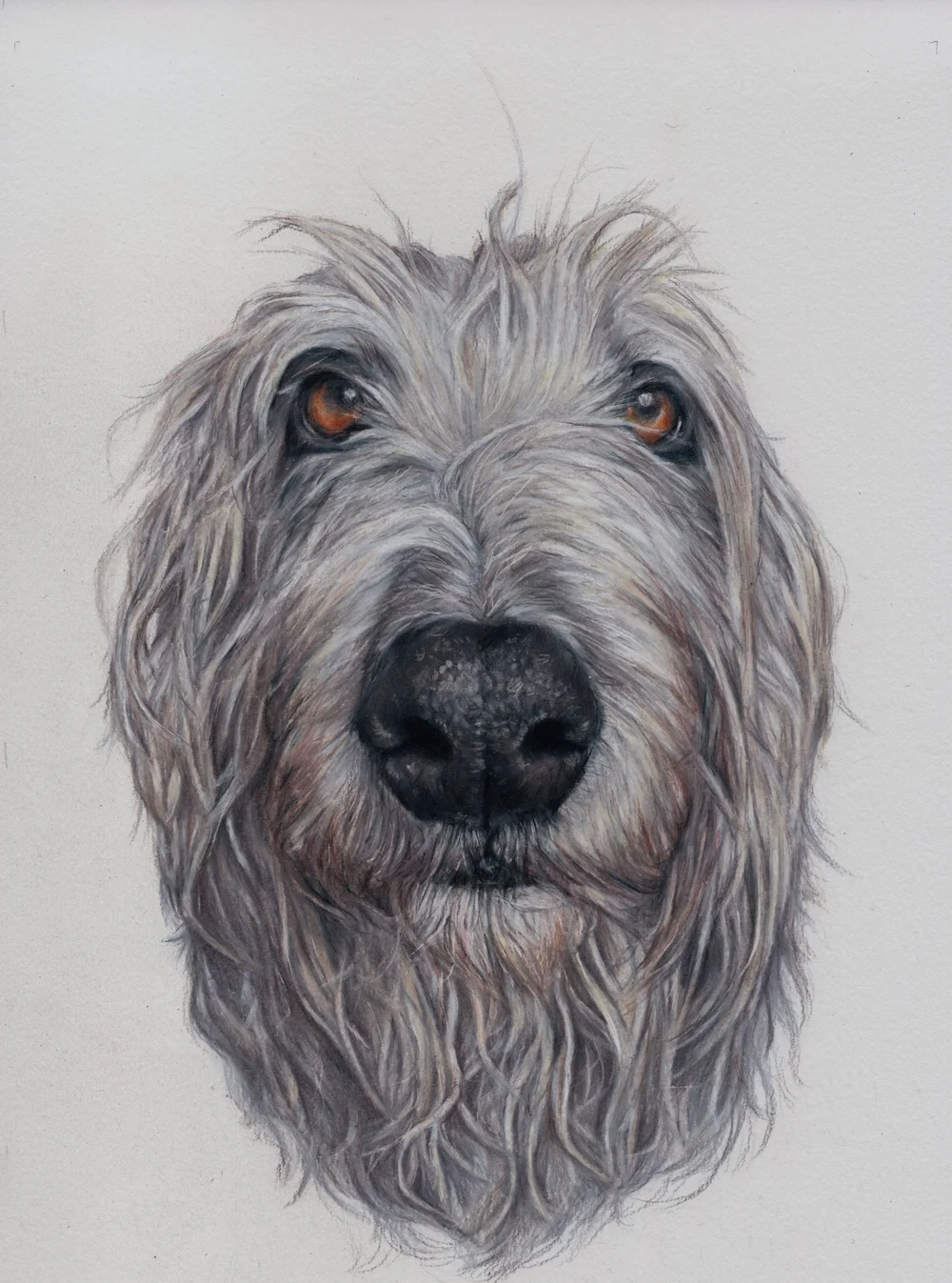 Pet portrait commissions — Jennifer Starnes - pet portraits and ...