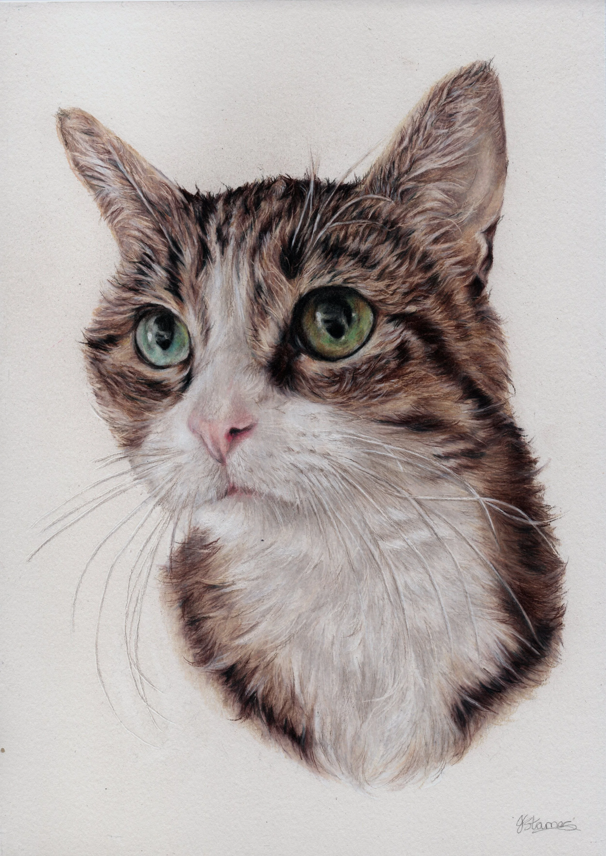 Jennifer Starnes - pet portraits and wildlife art