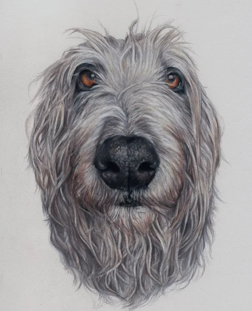Pet portraits from photos | Pet portrait commissions | Pet artist ...