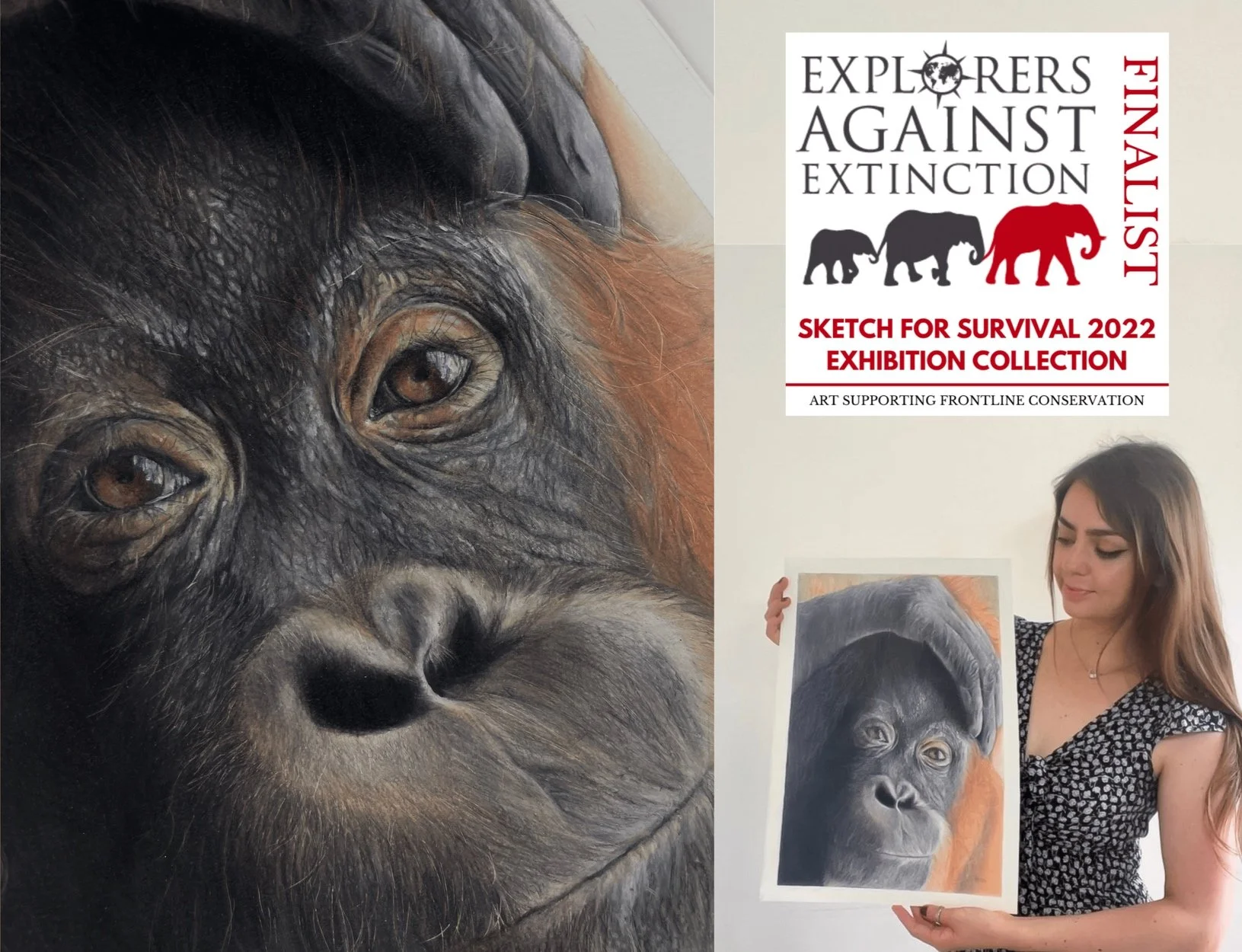 Pet artist Reading Berkshire | Pet portraits | Wildlife art — Jennifer ...