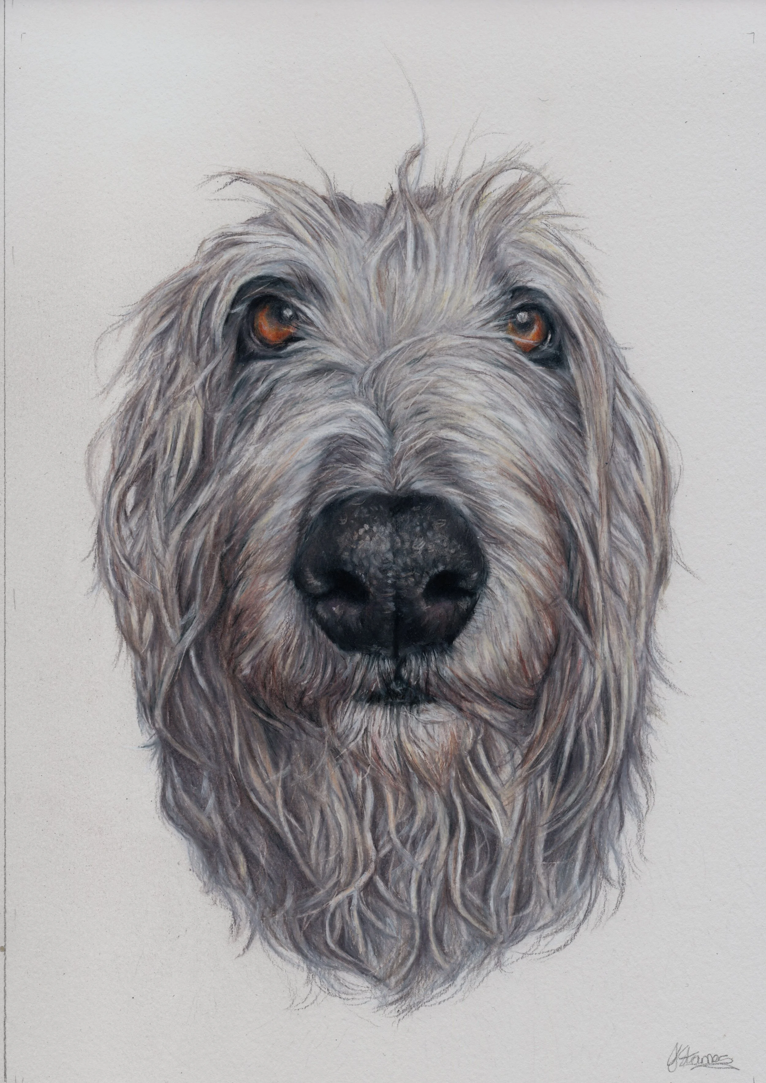 Jennifer Starnes - pet portraits and wildlife art