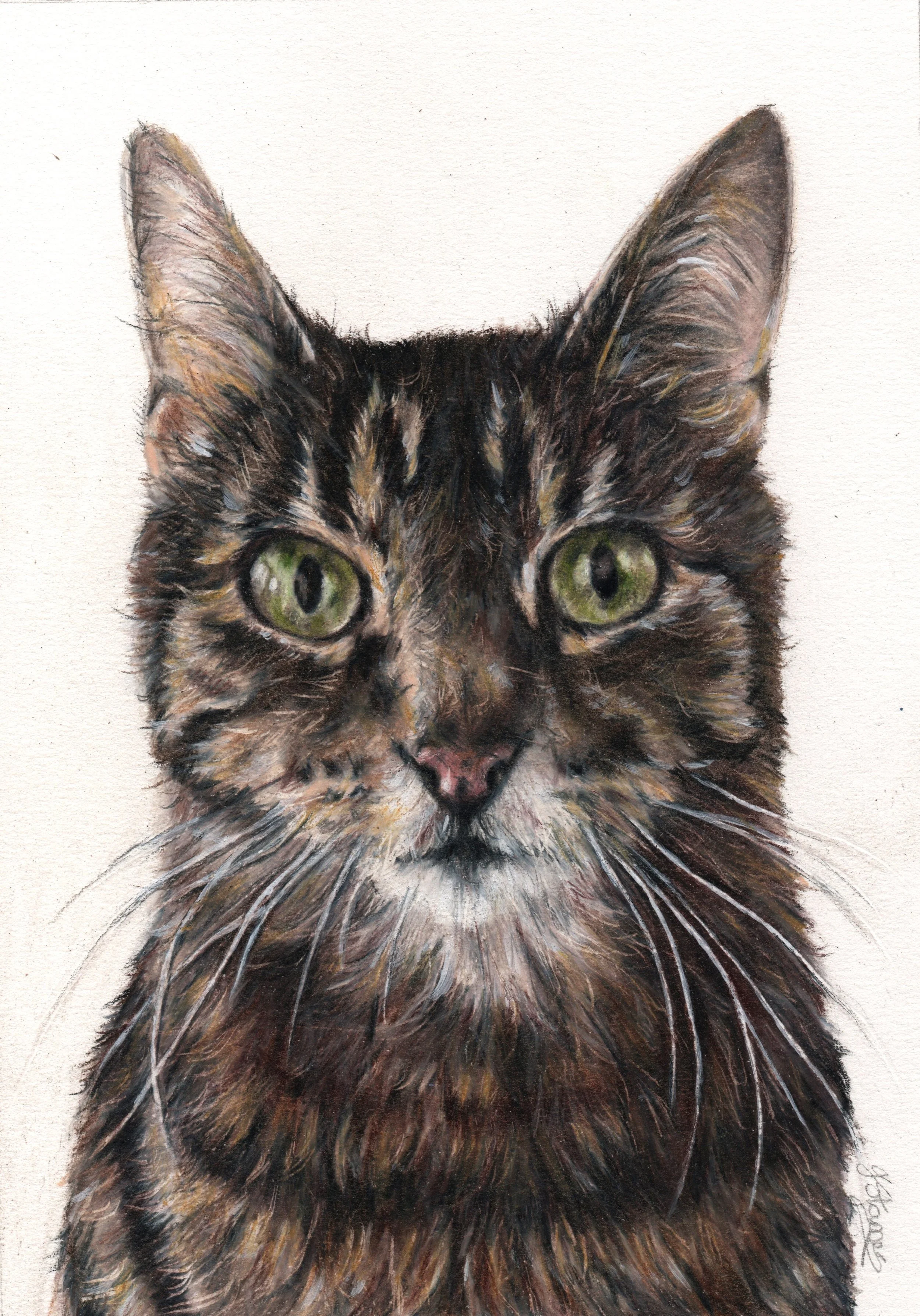 Jennifer Starnes - pet portraits and wildlife art