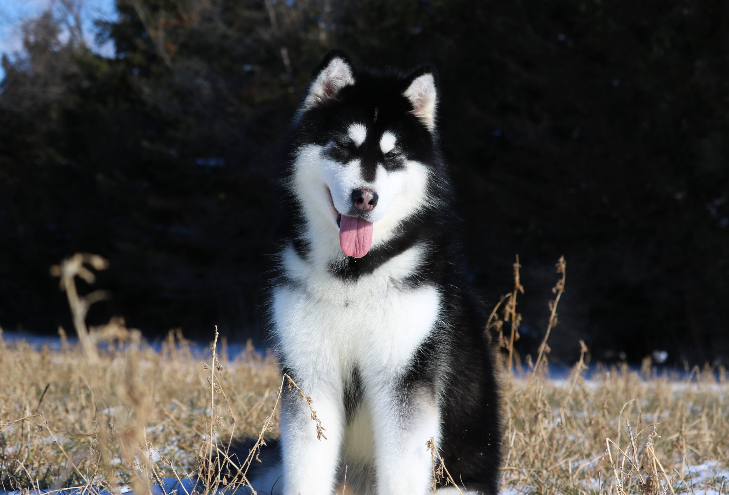 AvaMax (retired) — Home