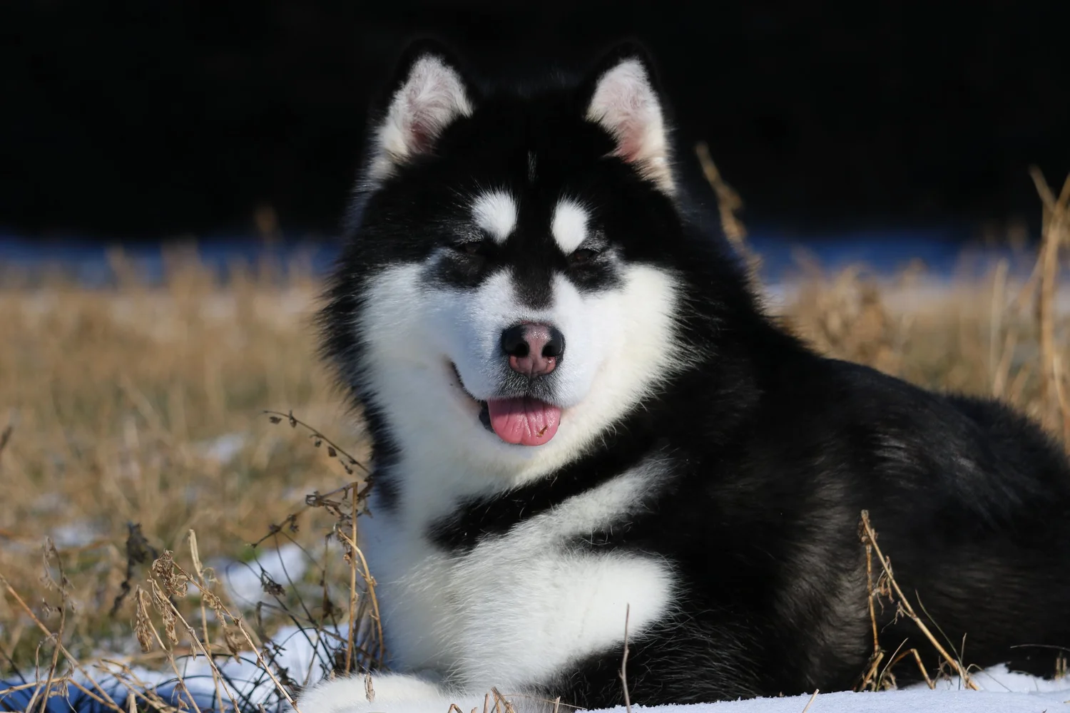 AvaMax (retired) — Home