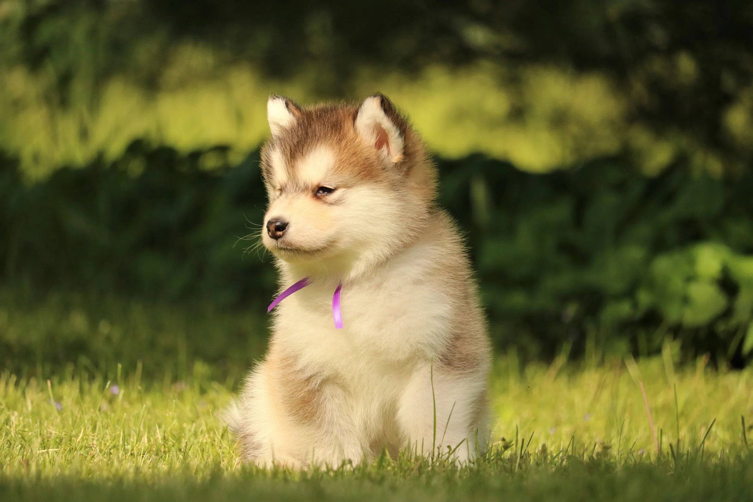 Puppies — Home