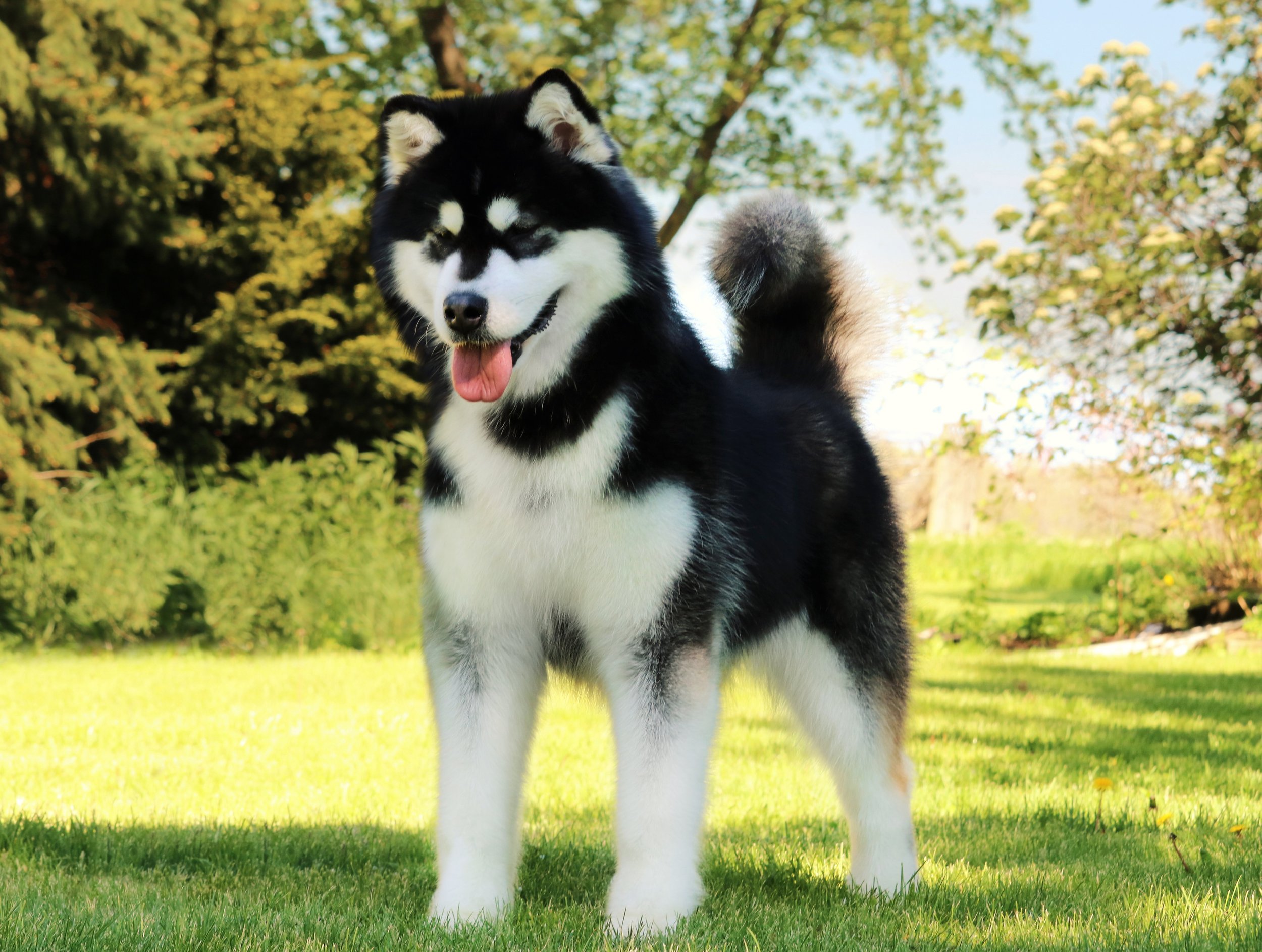 AvaMax (retired) — Home