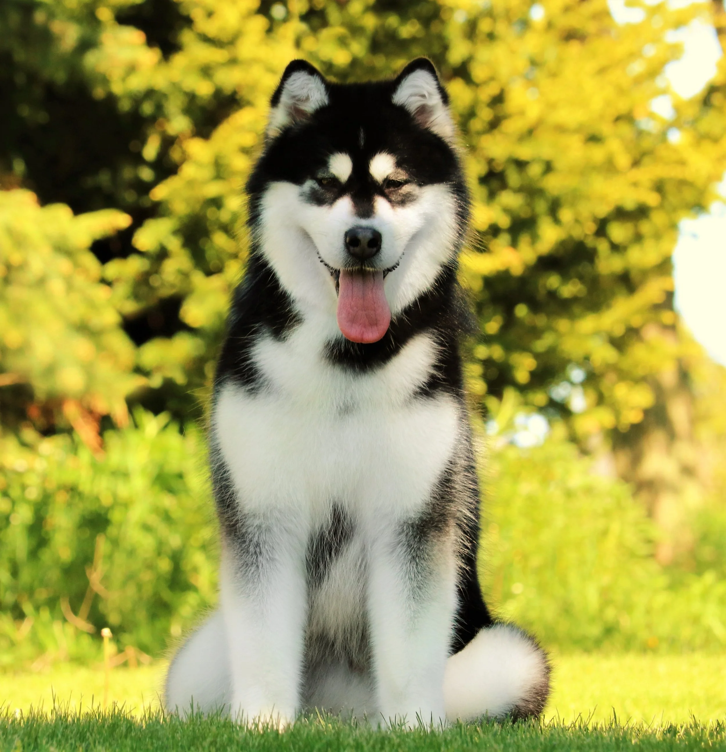 Available Adults — Home