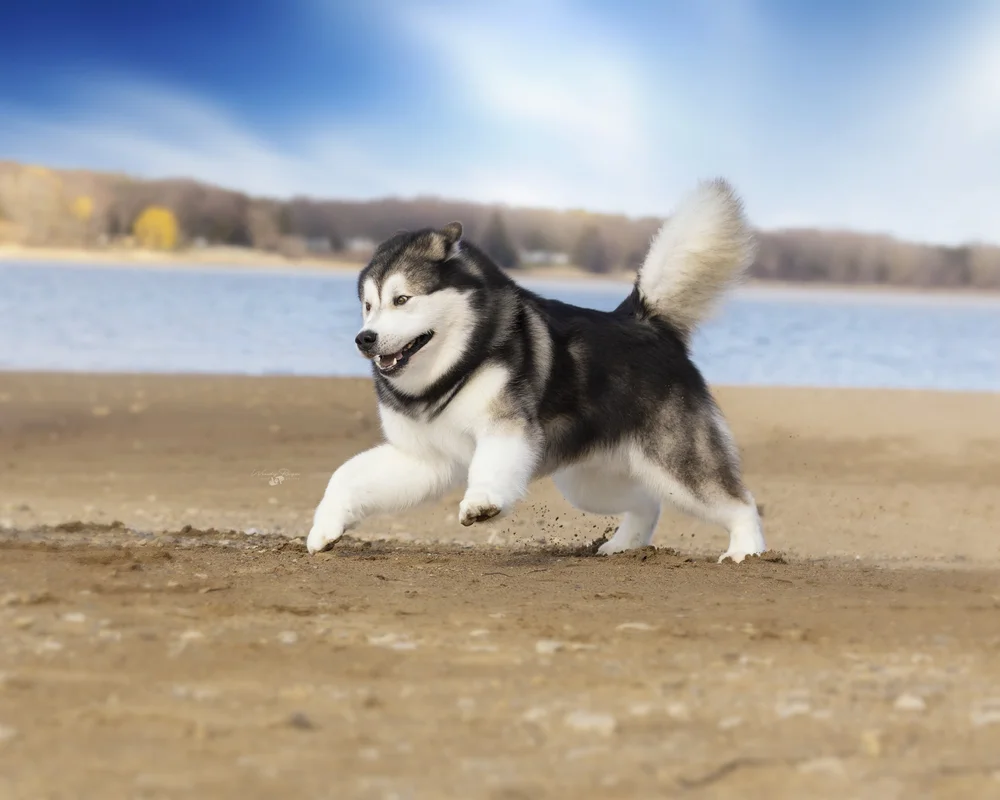 Home [www.ironpridemalamutes.com]