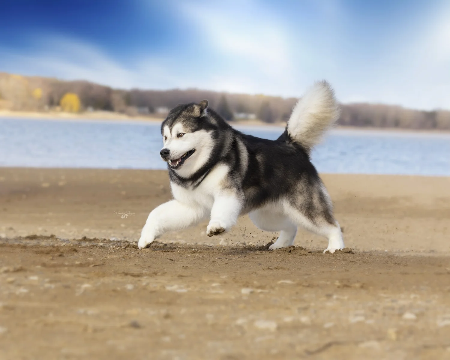 Home [www.ironpridemalamutes.com]