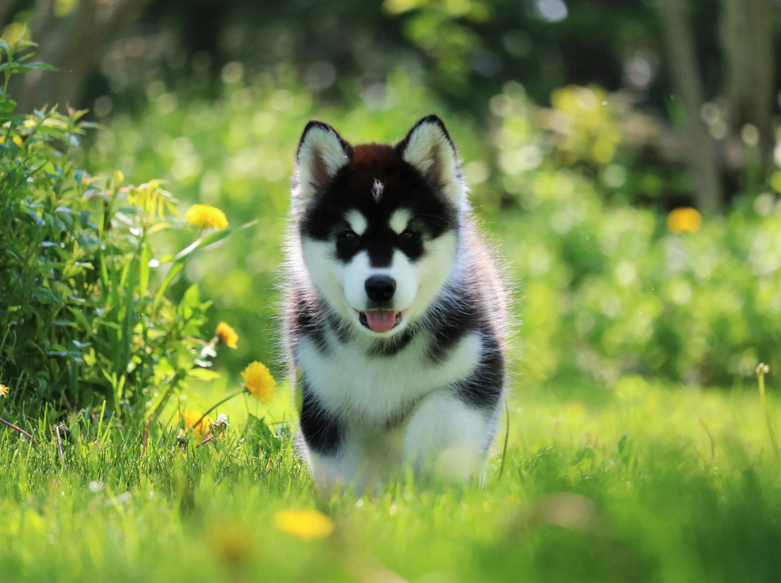 AvaMax (retired) — Home