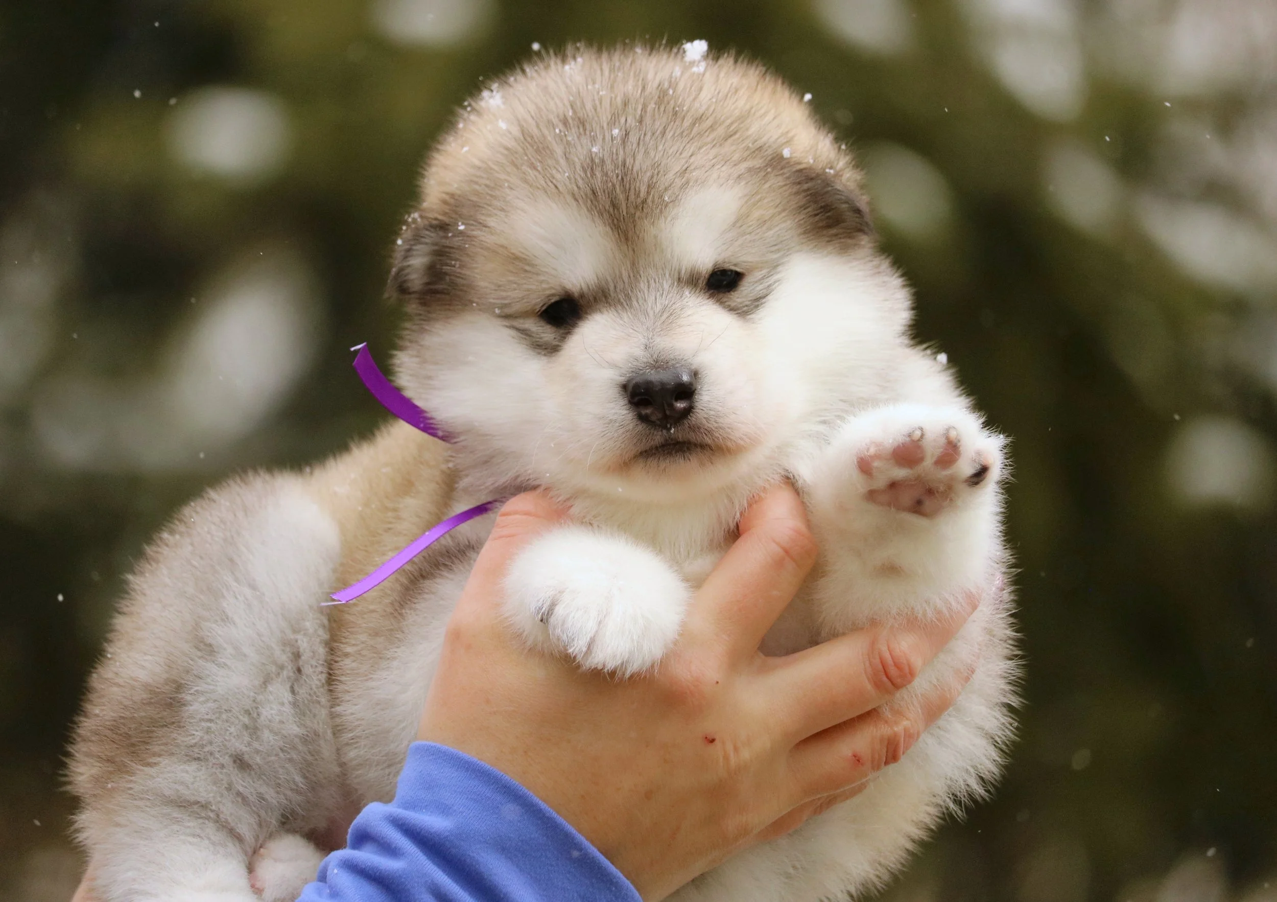 Puppies — Home