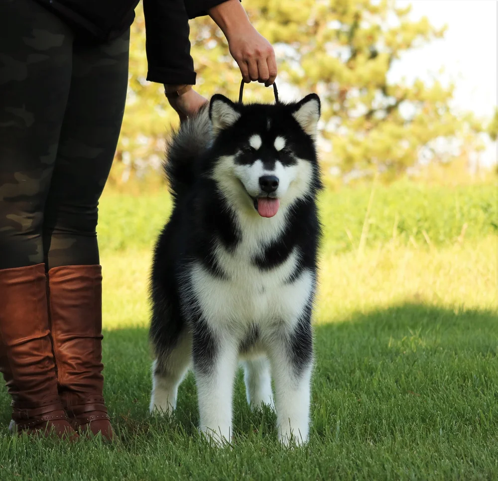 AvaMax (retired) — Home