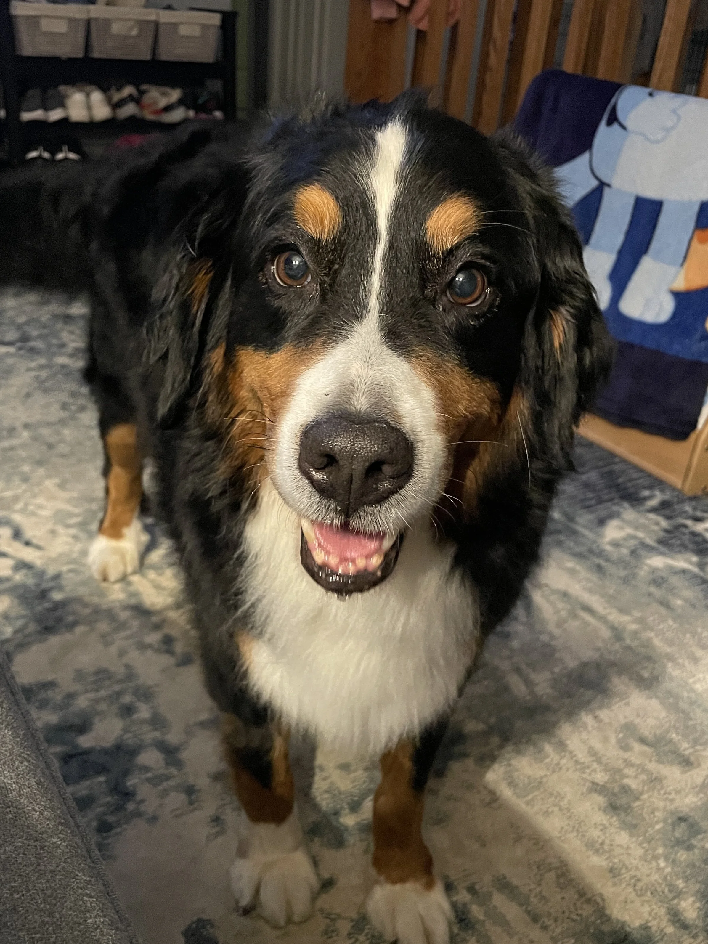 National Bernese Mountain Dog Rescue Network