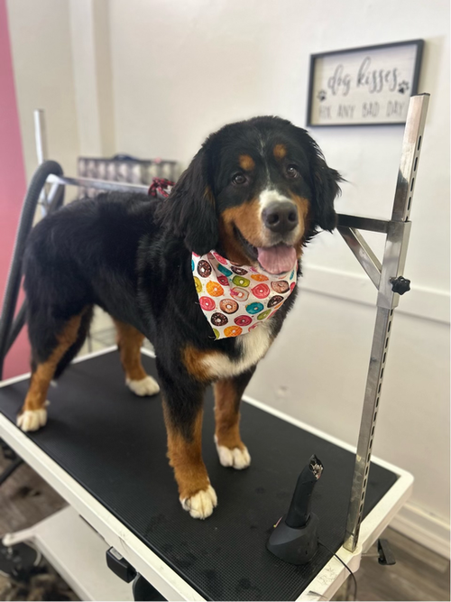 National Bernese Mountain Dog Rescue Network
