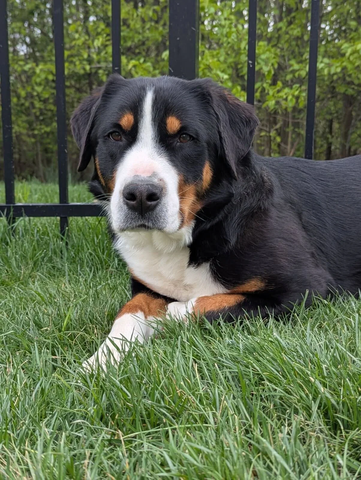 National Bernese Mountain Dog Rescue Network