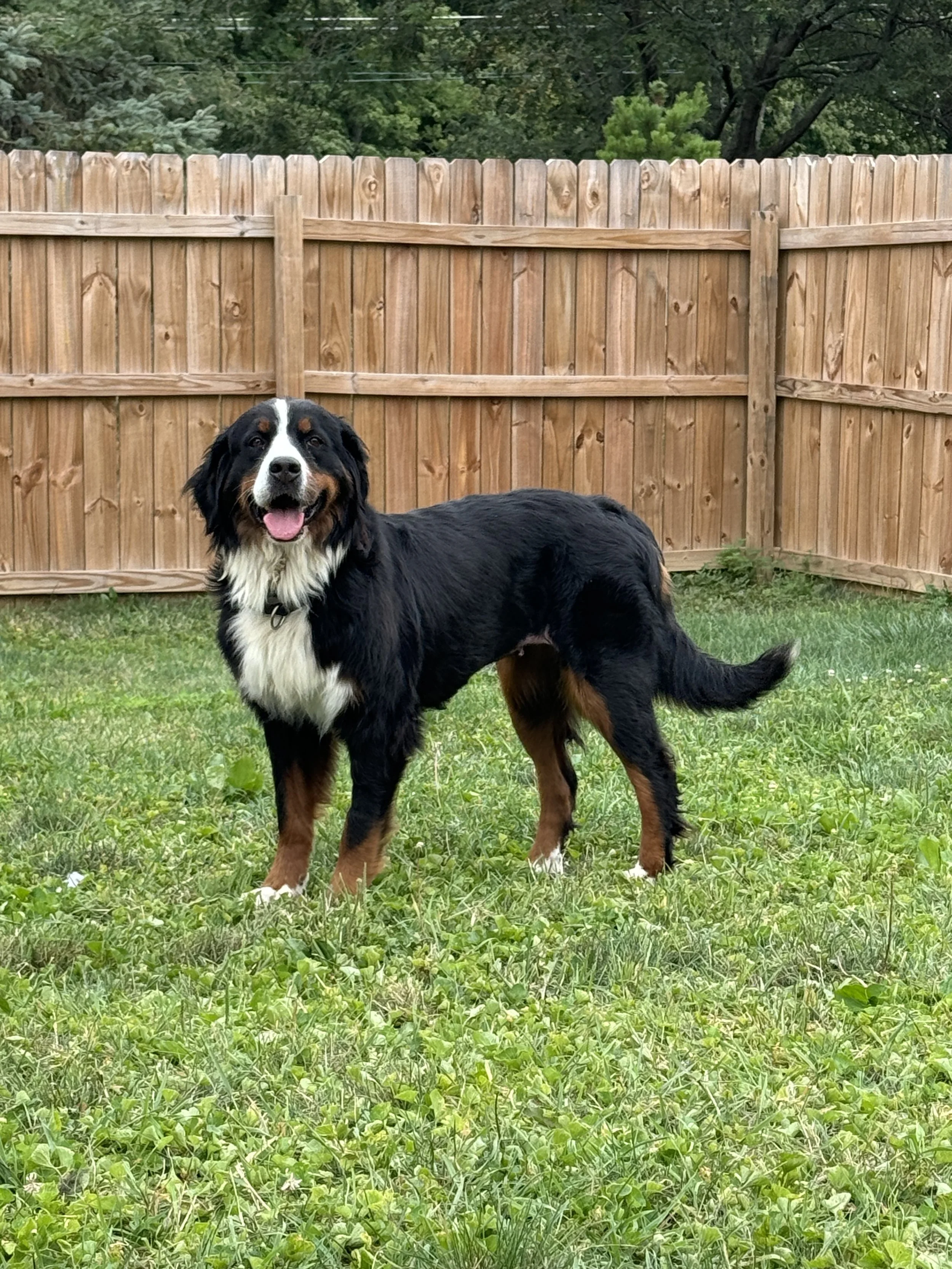 National Bernese Mountain Dog Rescue Network
