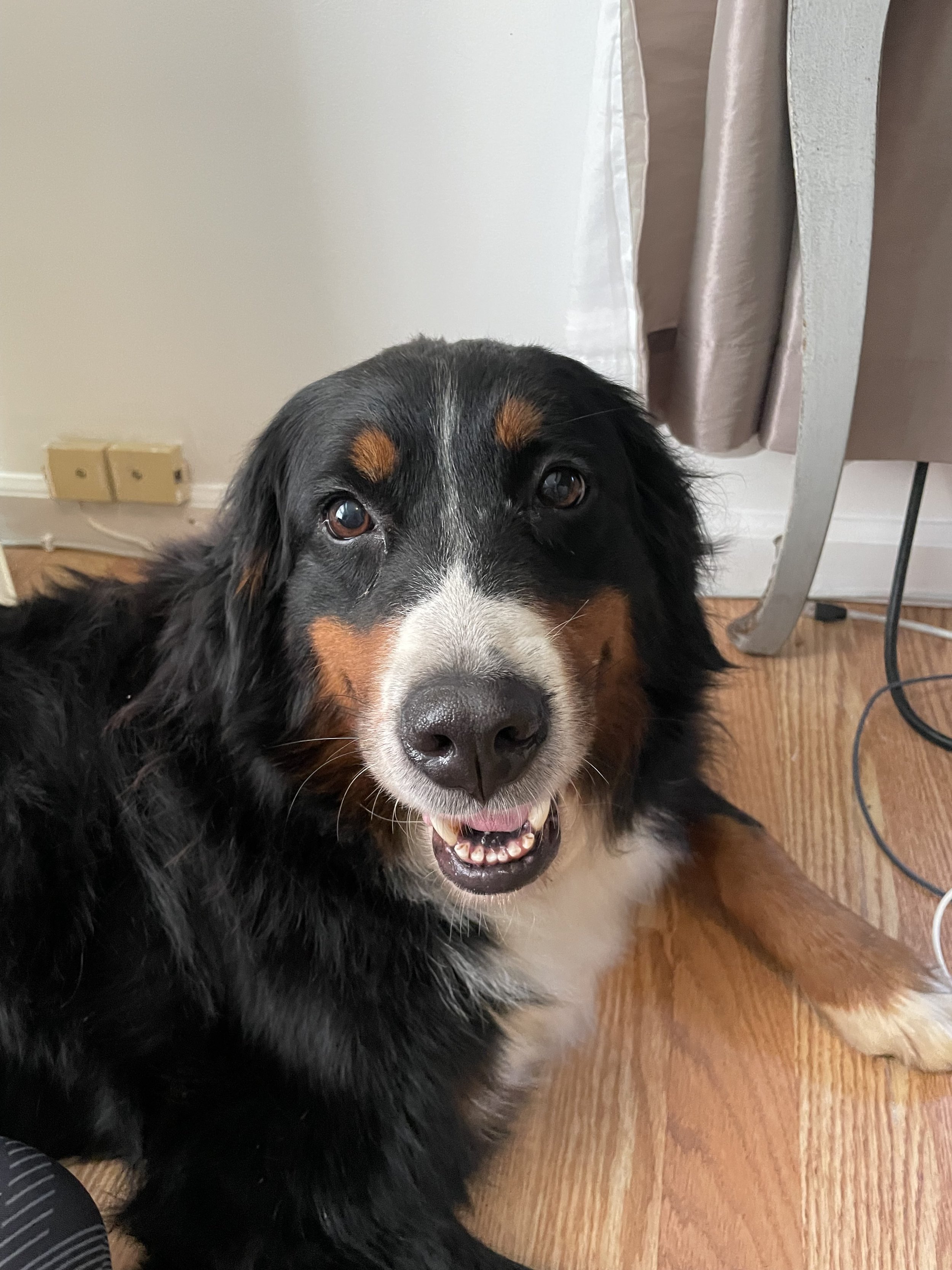 National Bernese Mountain Dog Rescue Network