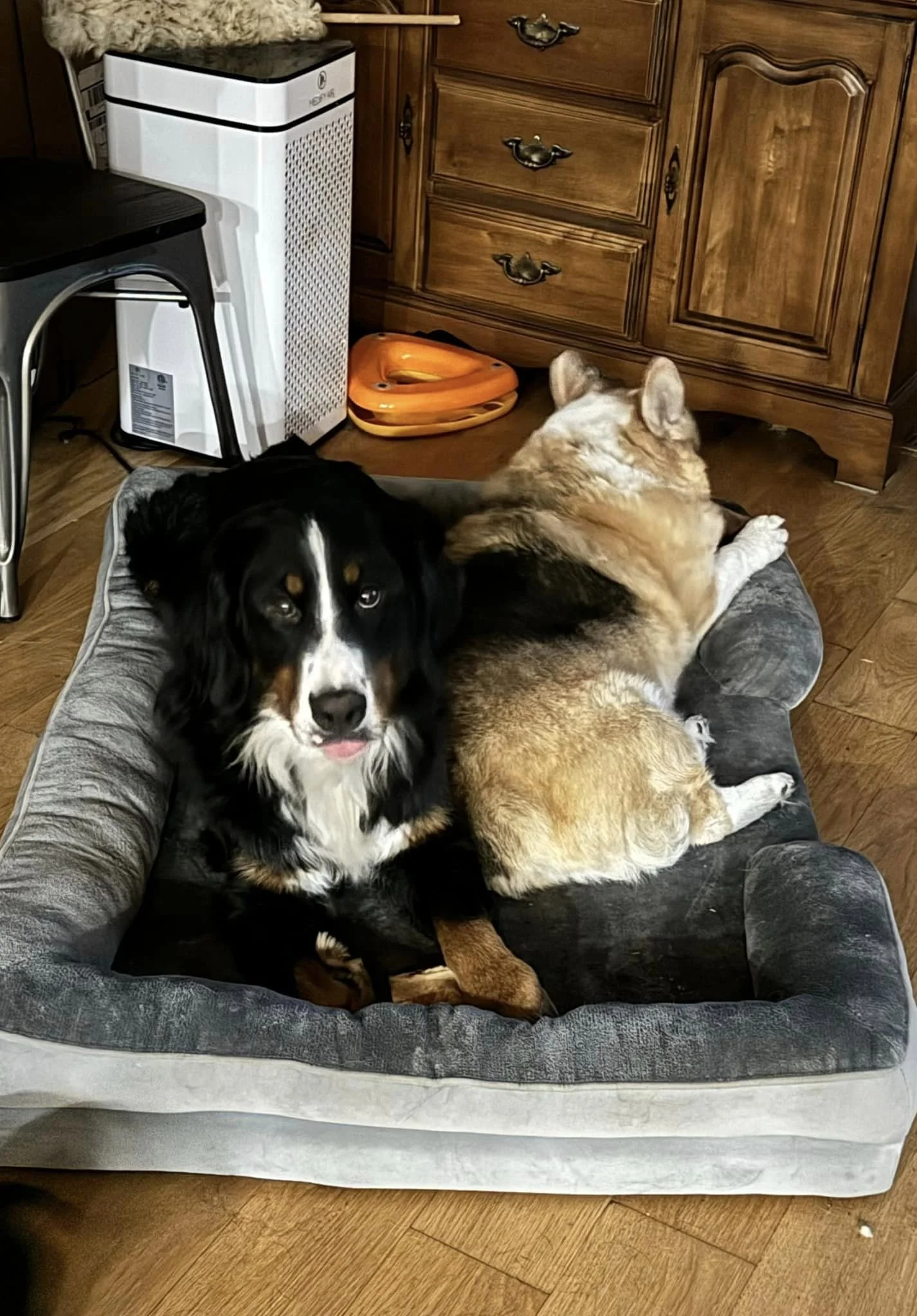 National Bernese Mountain Dog Rescue Network