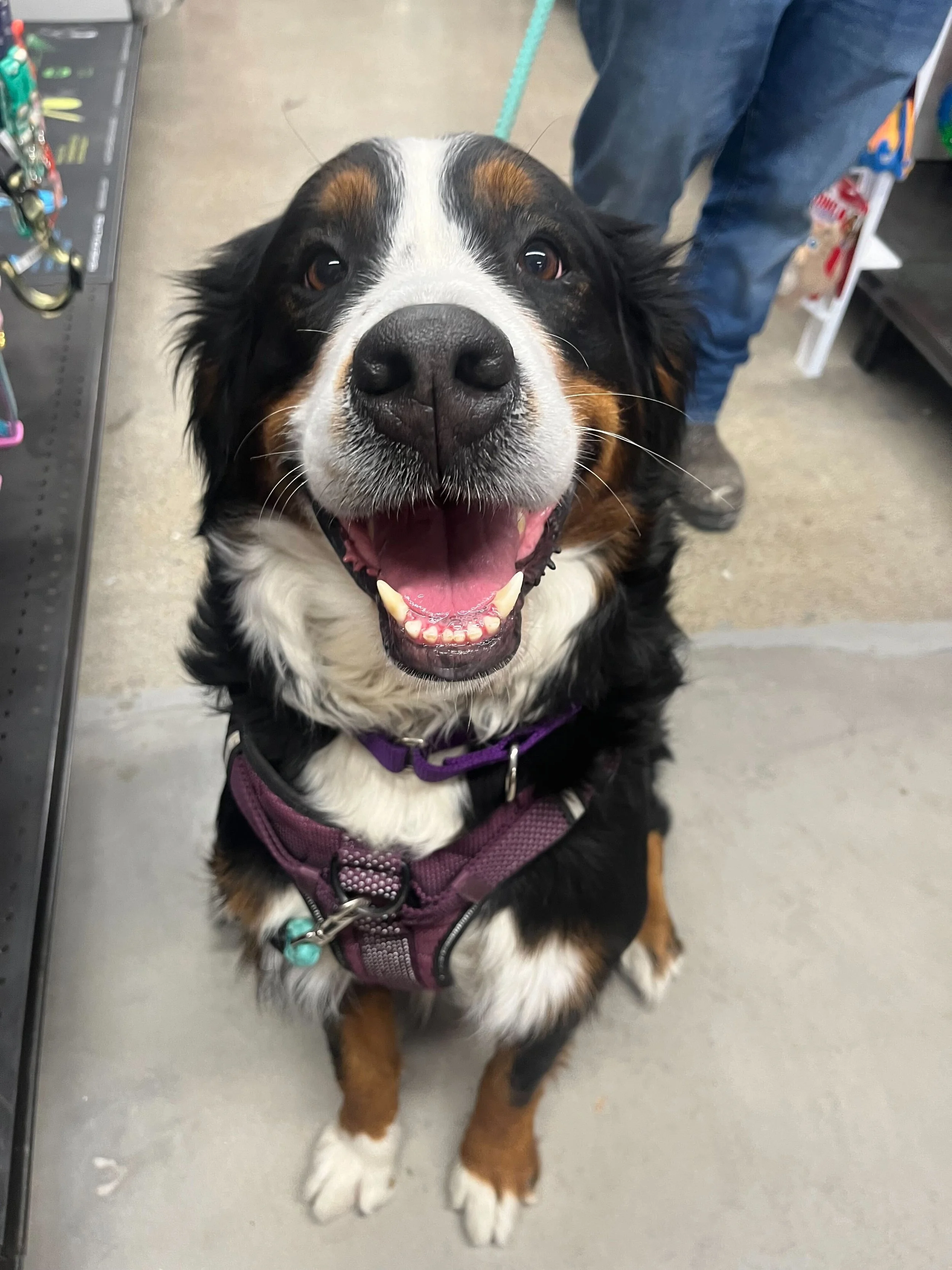 National Bernese Mountain Dog Rescue Network