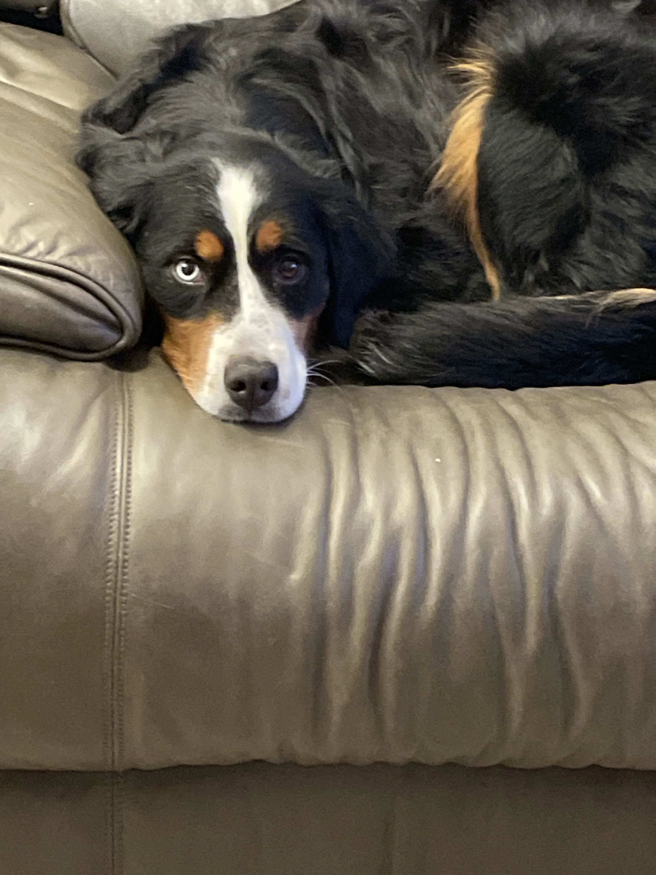 National Bernese Mountain Dog Rescue Network