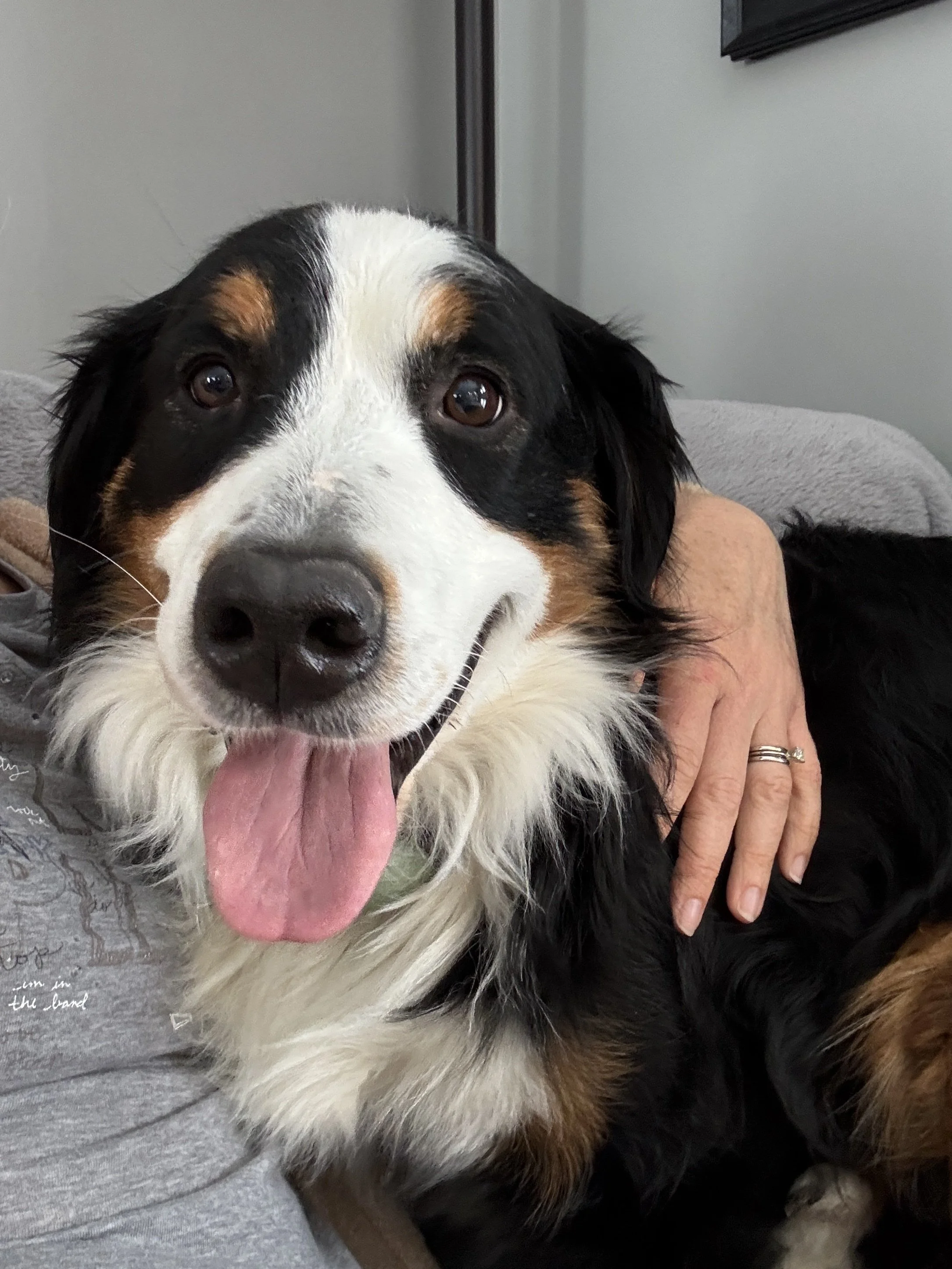 National Bernese Mountain Dog Rescue Network