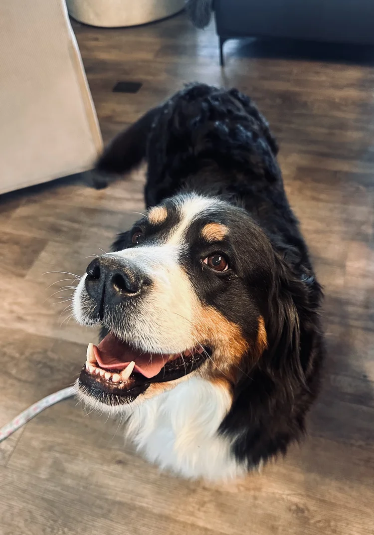 National Bernese Mountain Dog Rescue Network