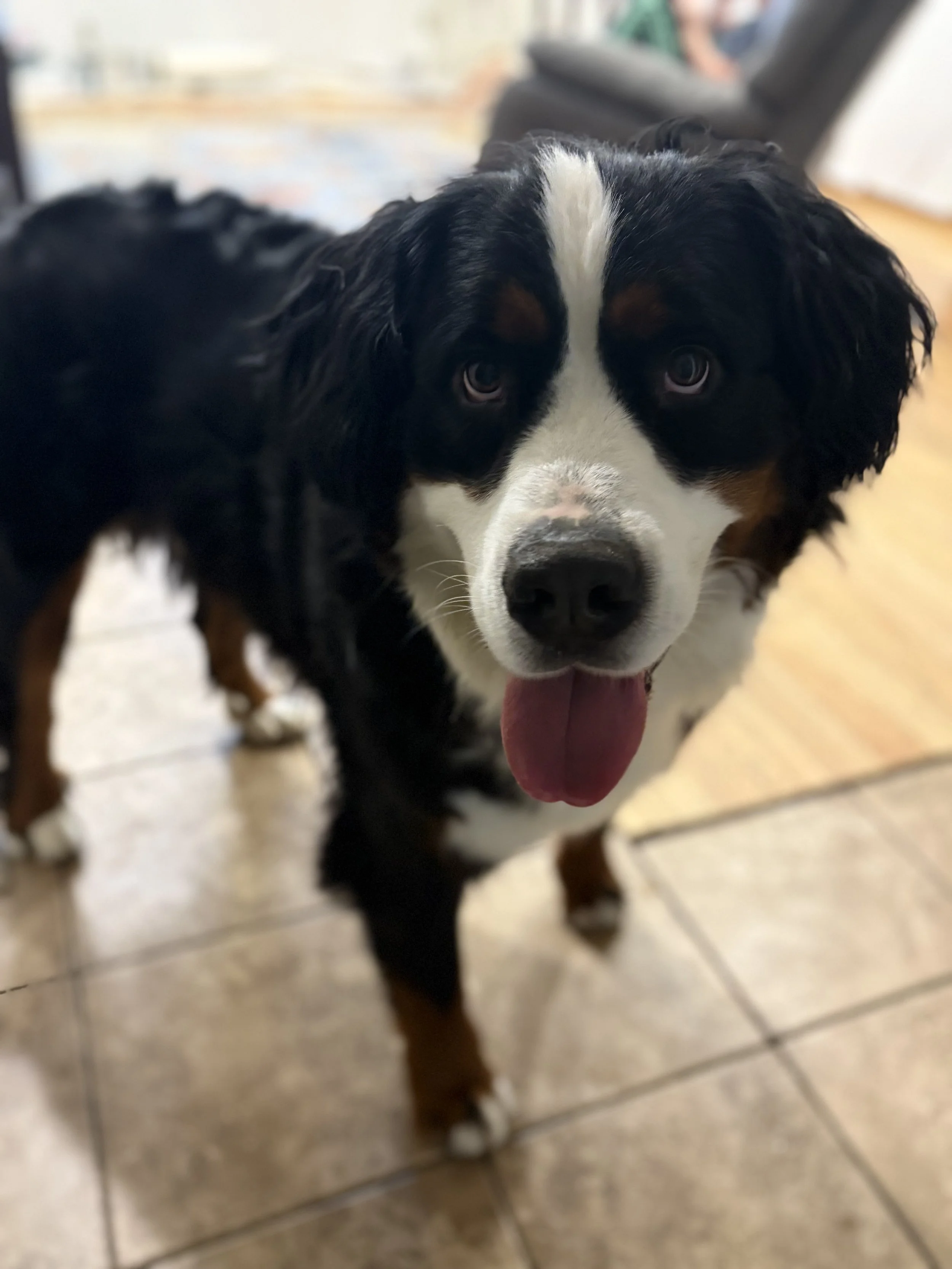 National Bernese Mountain Dog Rescue Network