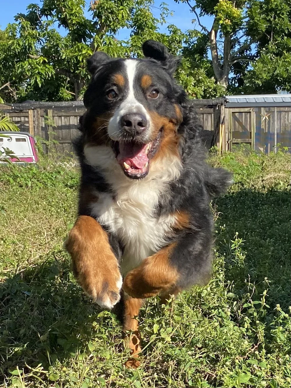 National Bernese Mountain Dog Rescue Network