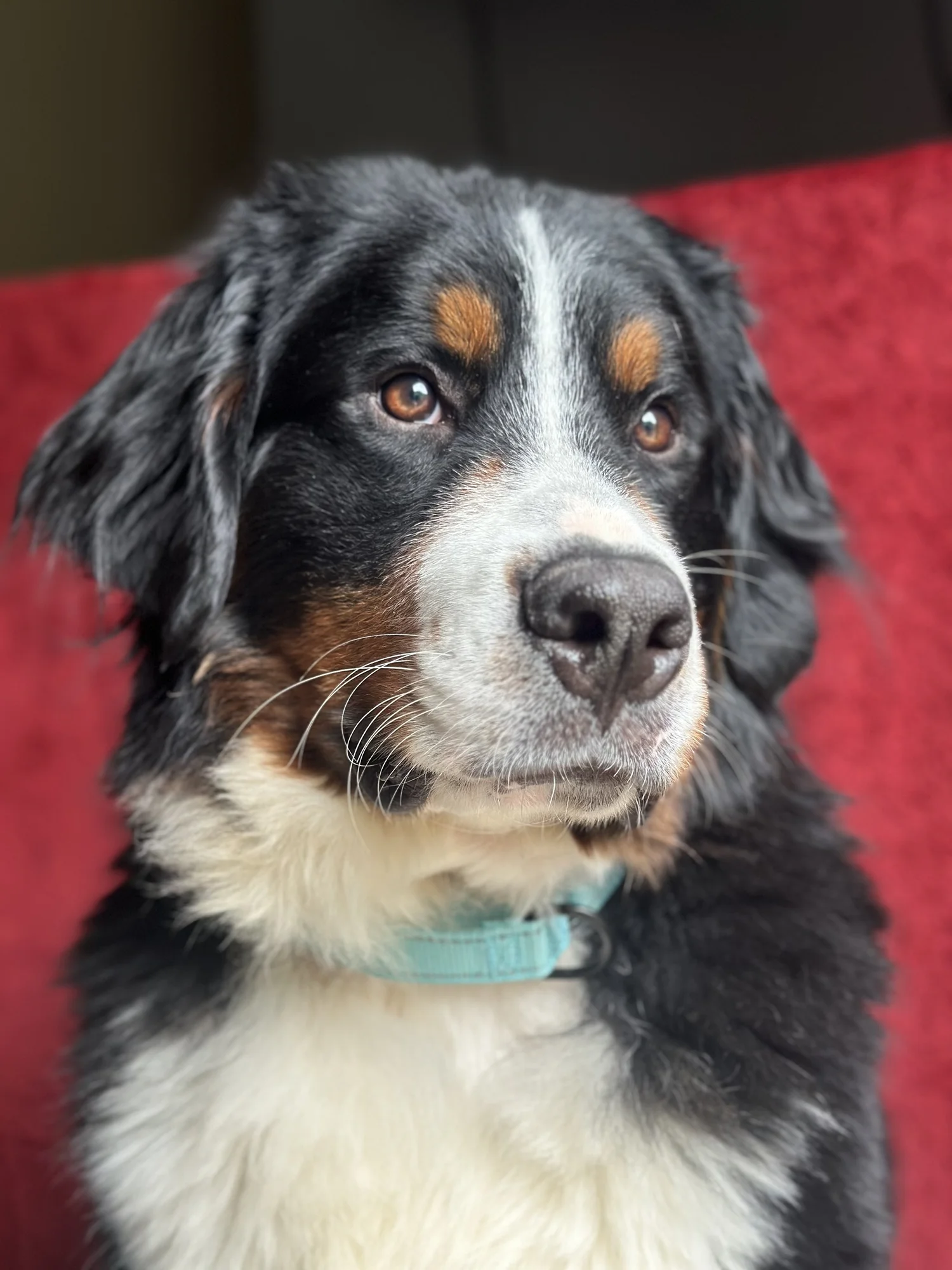 National Bernese Mountain Dog Rescue Network