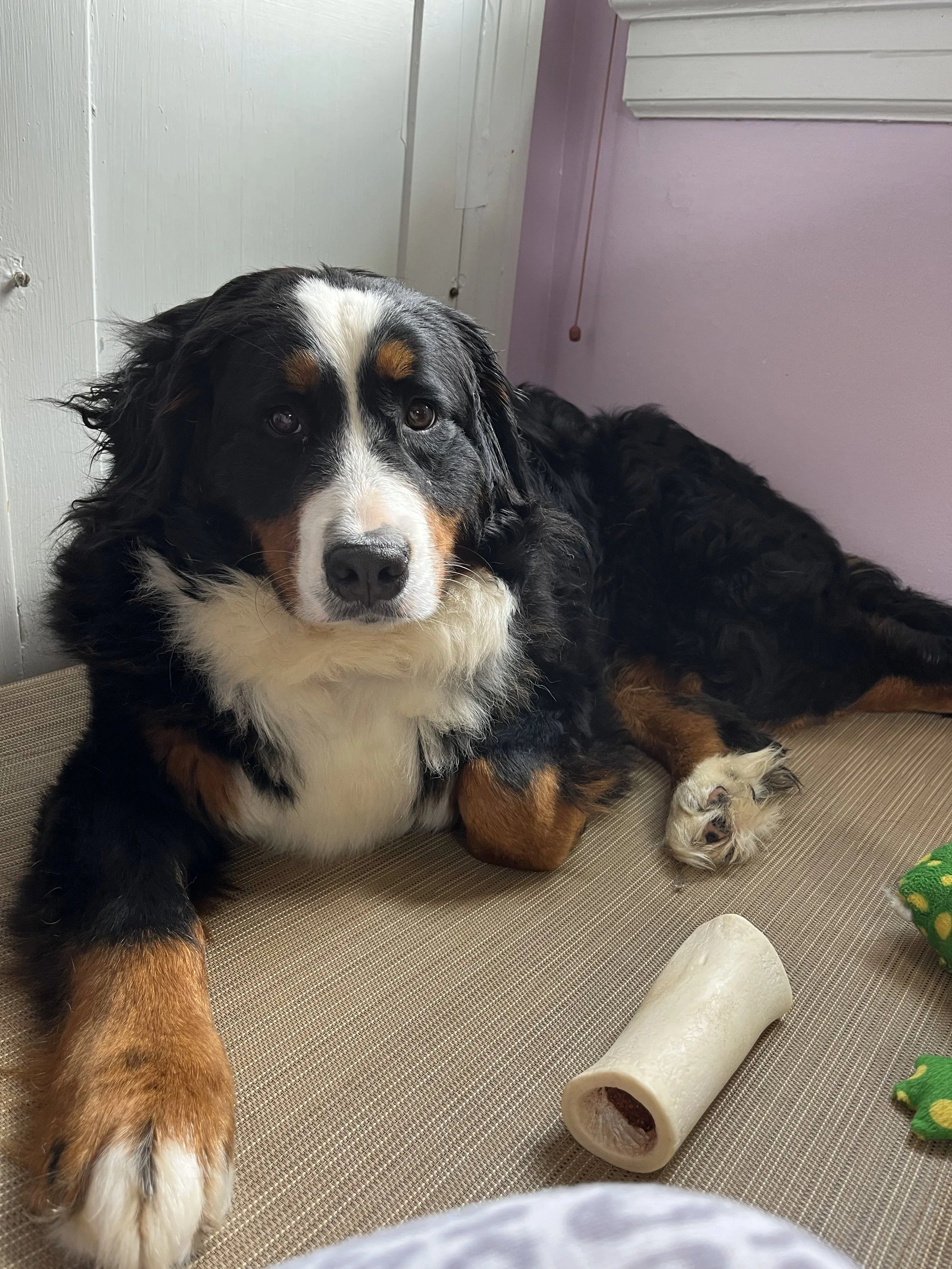 National Bernese Mountain Dog Rescue Network