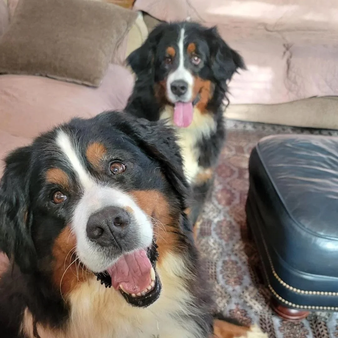 National Bernese Mountain Dog Rescue Network