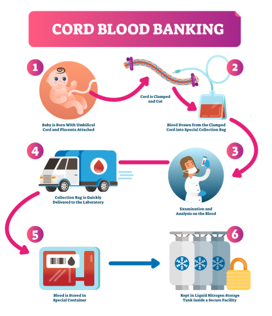 Cord Blood & Uses to Treat Disease — About Stem Cells