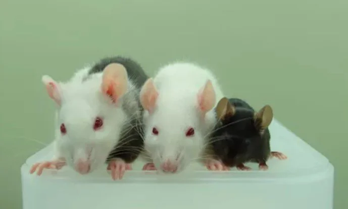 Chimeras — About Stem Cells