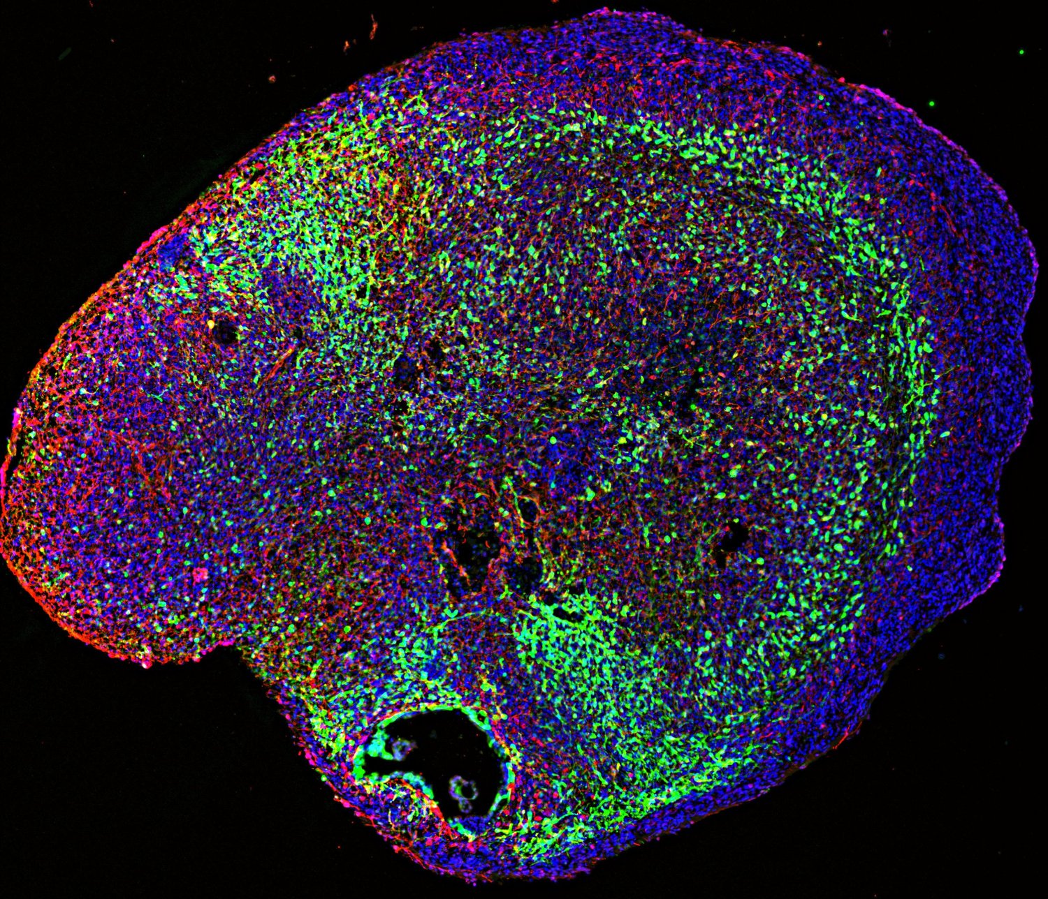 Organoids — About Stem Cells