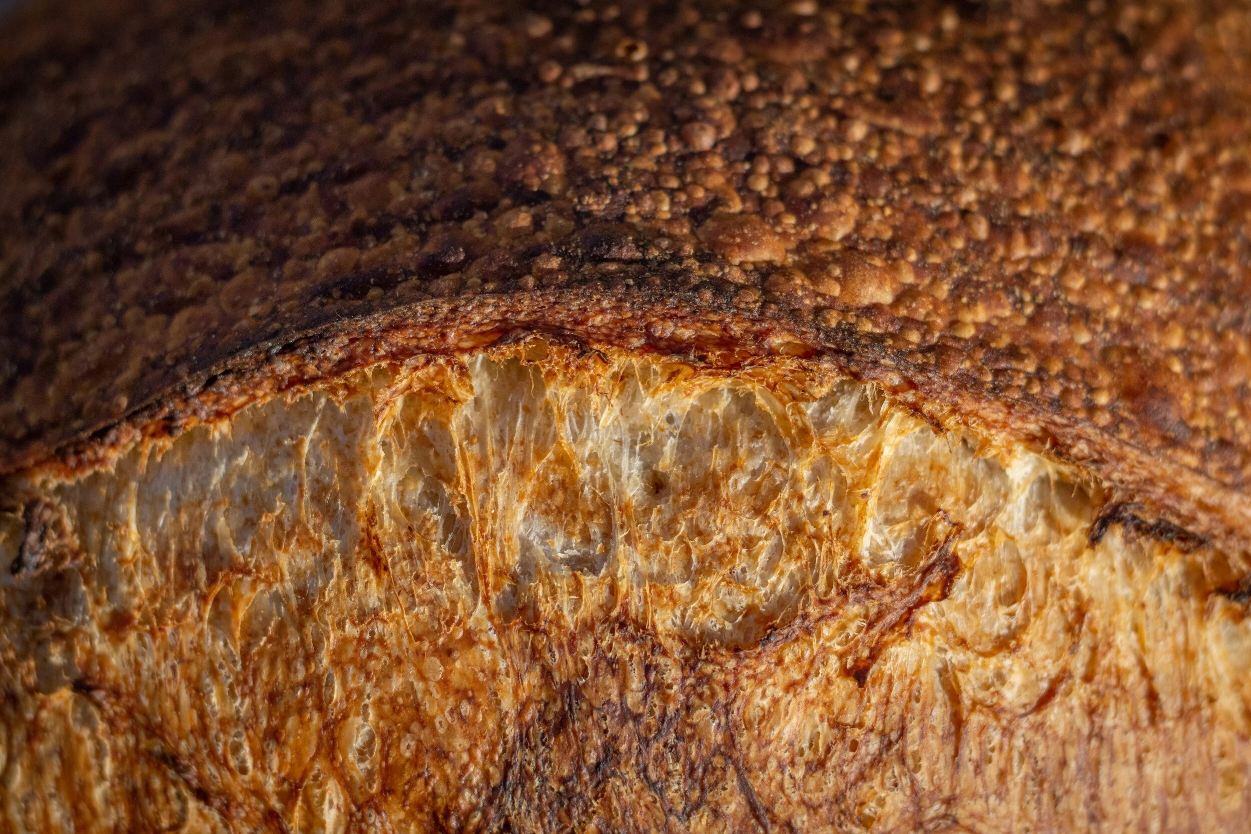Winkels — Bbrood