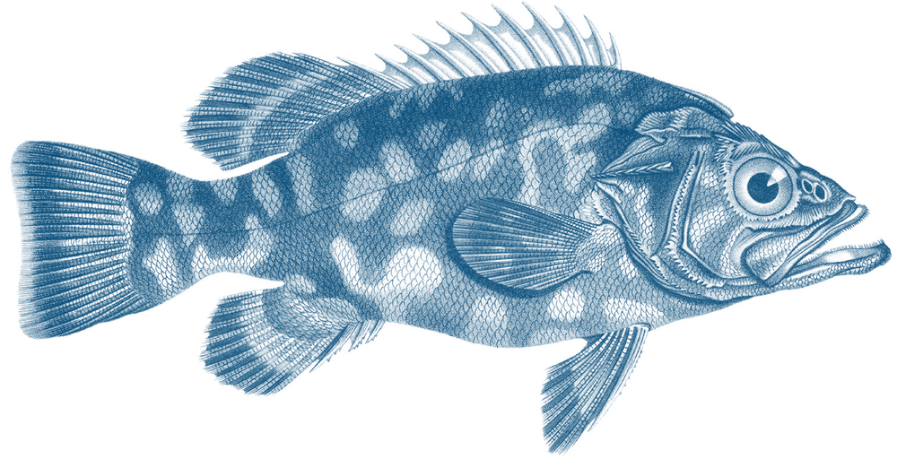 Original Skiff Fish + Oysters | Seafood Restaurant in Burlington